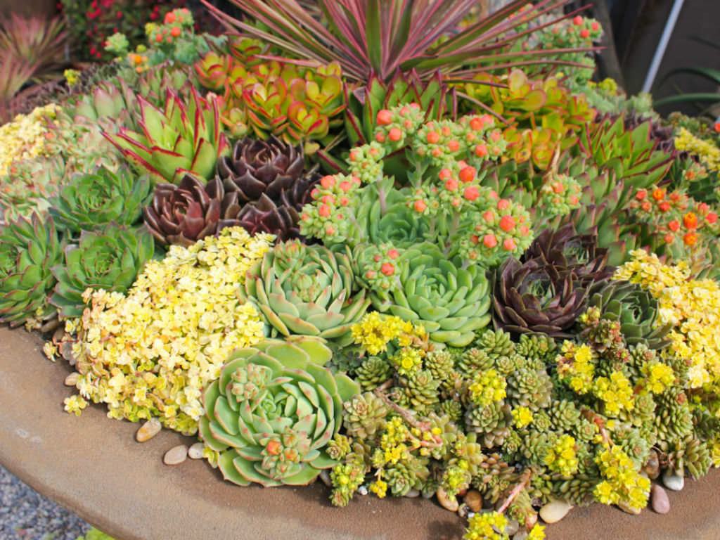 Succulents Sukulent ile Başarı İçin 3 İpucu - Türkiye nin Sukulent ve ...