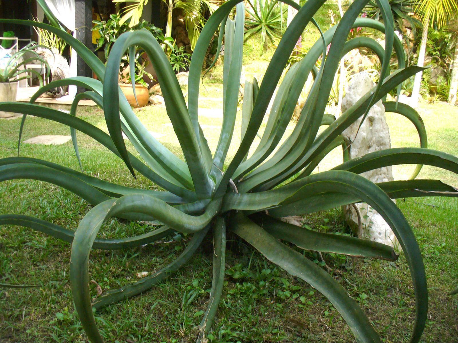 Agave (Ahtapot agav) Sukulent - Türkiye nin Sukulent ve Kaktüs Marketi!