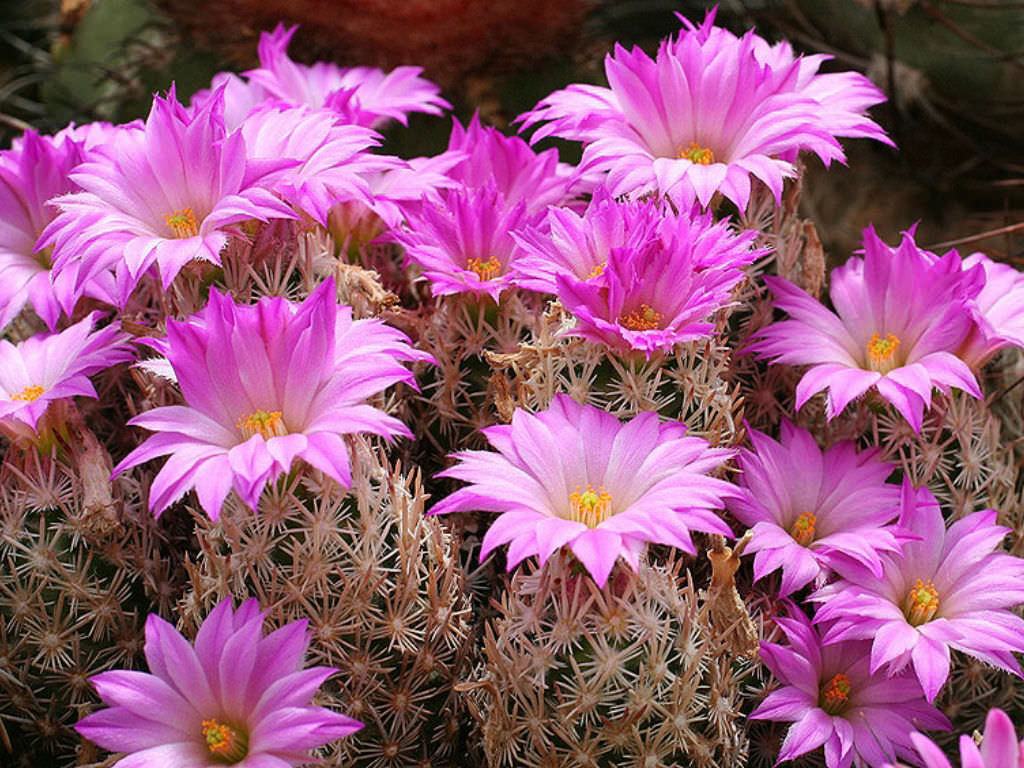 Escobaria küçük (Nellie Cory Cactus) Sukulent - Türkiye nin Sukulent ve ...