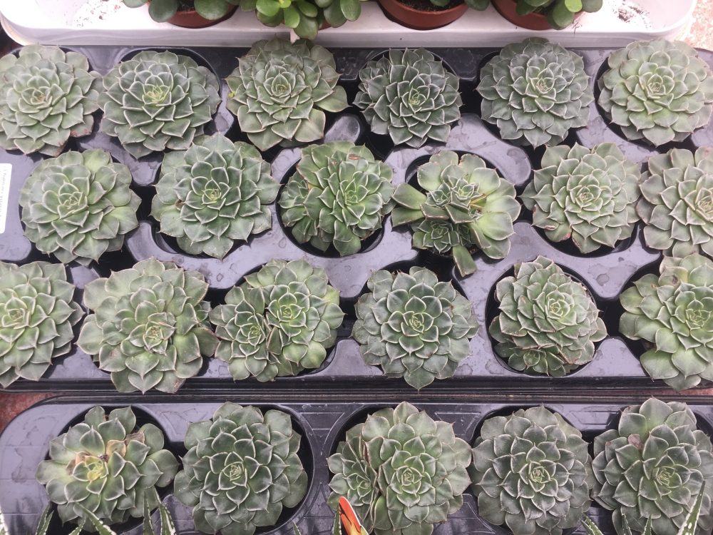 Graptopetalum Bellum ( Tacitus Bellus ) 8,5 cm - Türkiye nin Sukulent ...