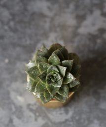 Kowhai Tree Facts: Learn About Planting A Kowhai Tree - Türkiye nin ...