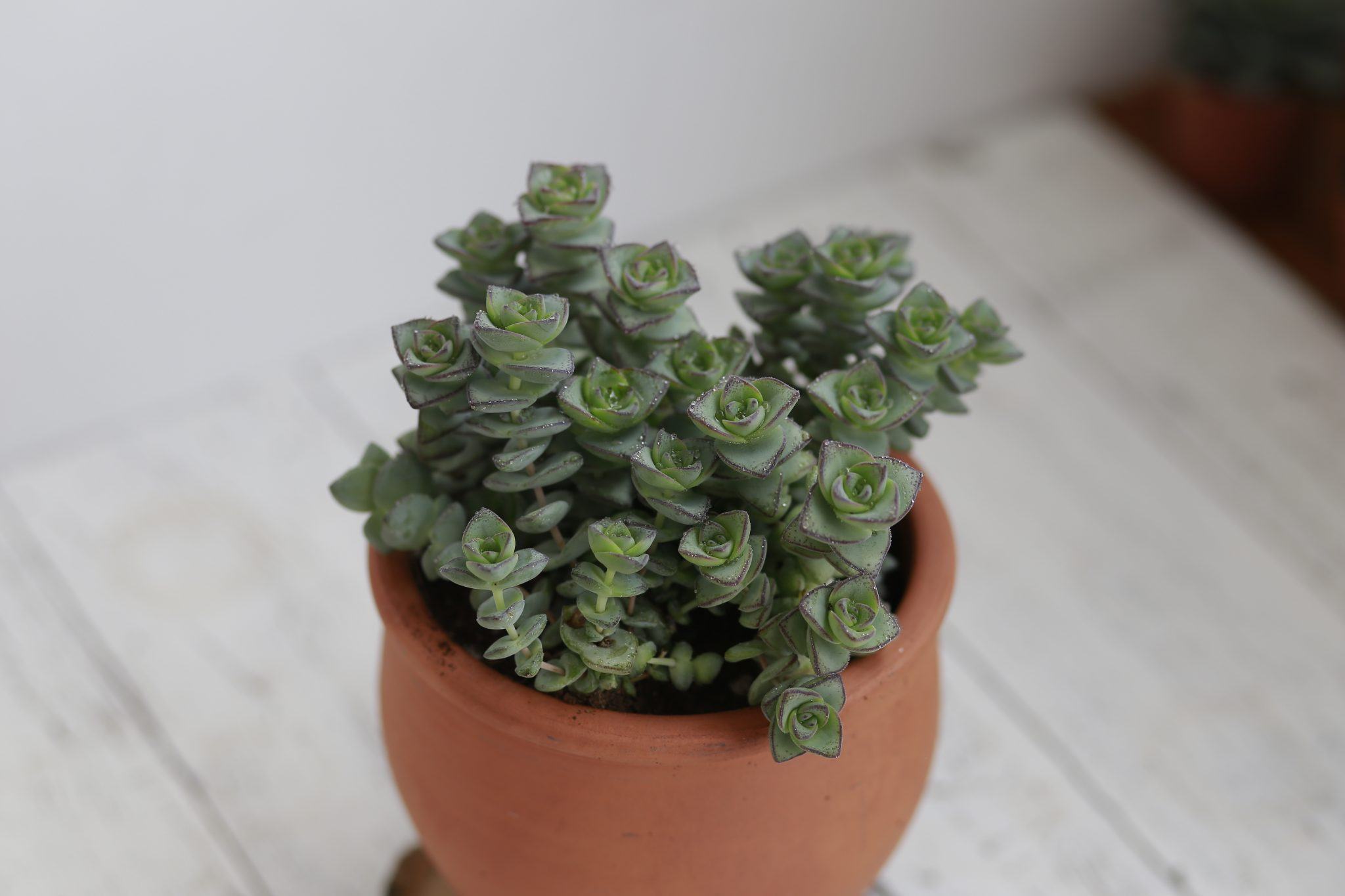 Crassula Conjuncta 10 cm - Türkiye nin Sukulent ve Kaktüs Marketi!