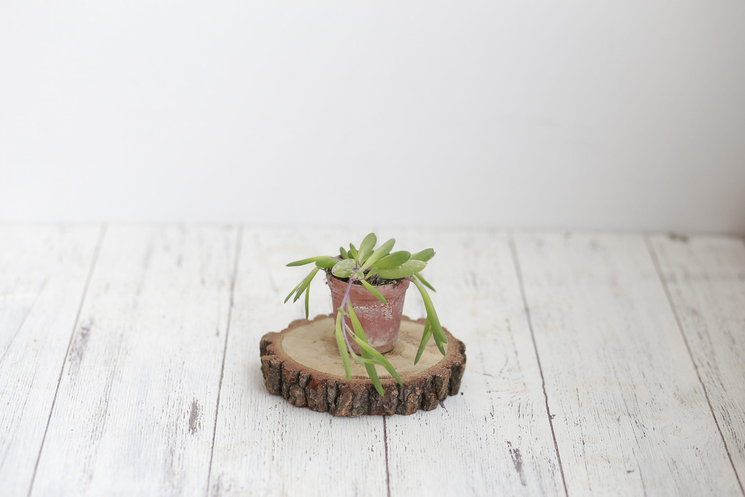 Senecio Herreianus Purple Flush ( String of Bananas) 5,5 cm - Türkiye ...