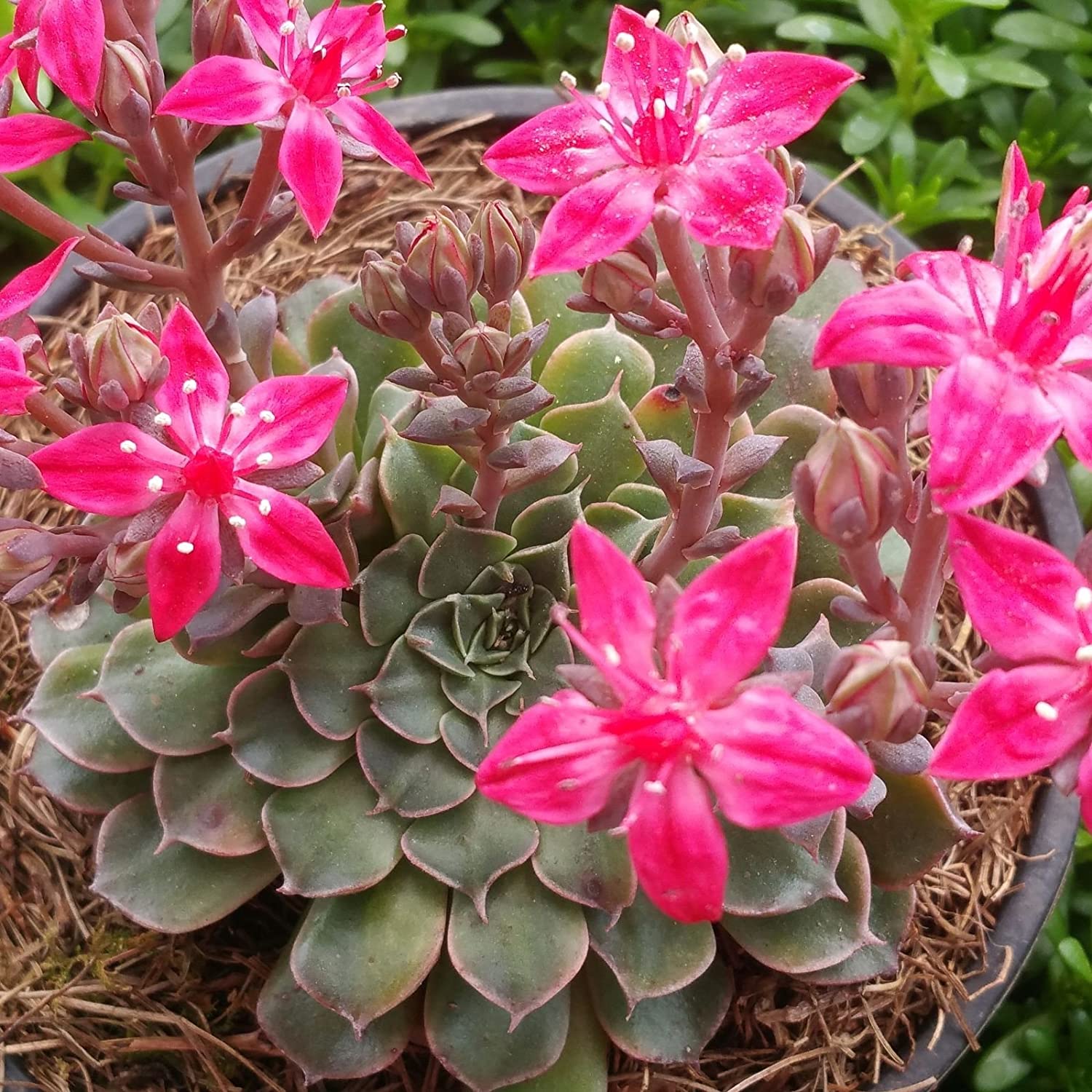 Graptopetalum Bellum ( Tacitus Bellus ) 5,5 cm - Türkiye nin Sukulent ...