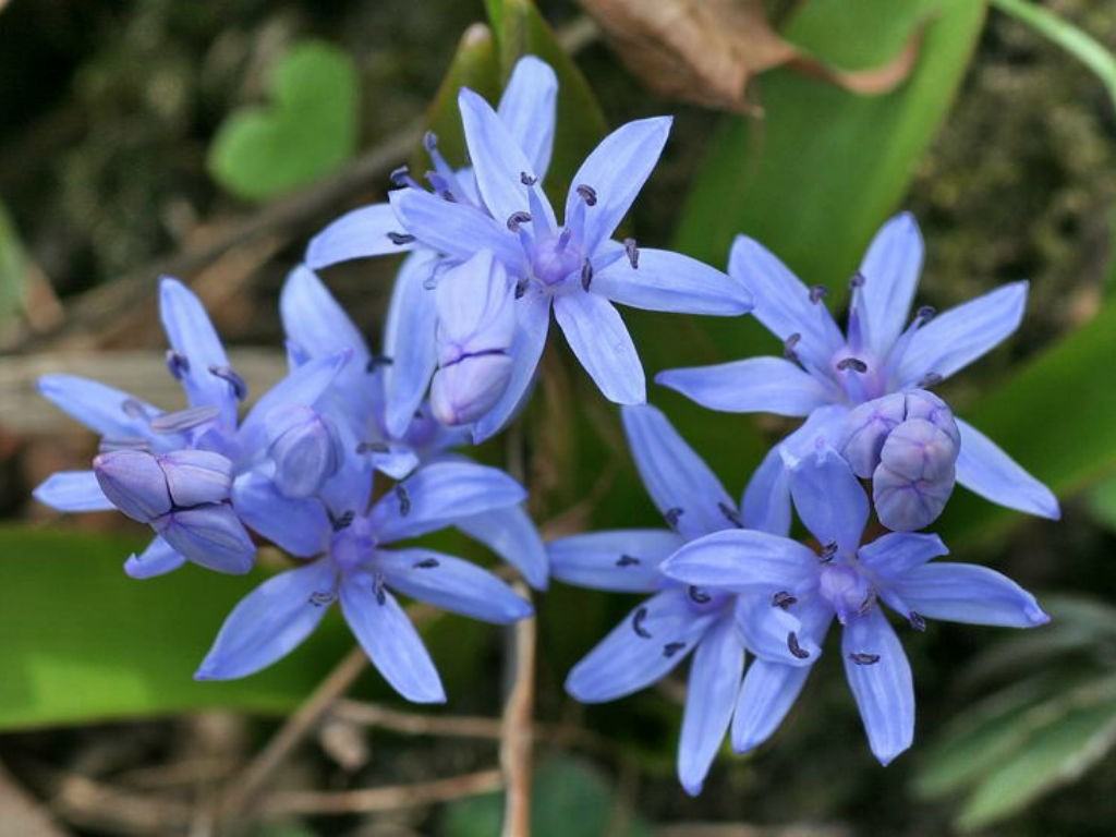 Scilla bifolia (Alpine Squill) - Türkiye nin Sukulent ve Kaktüs Marketi!