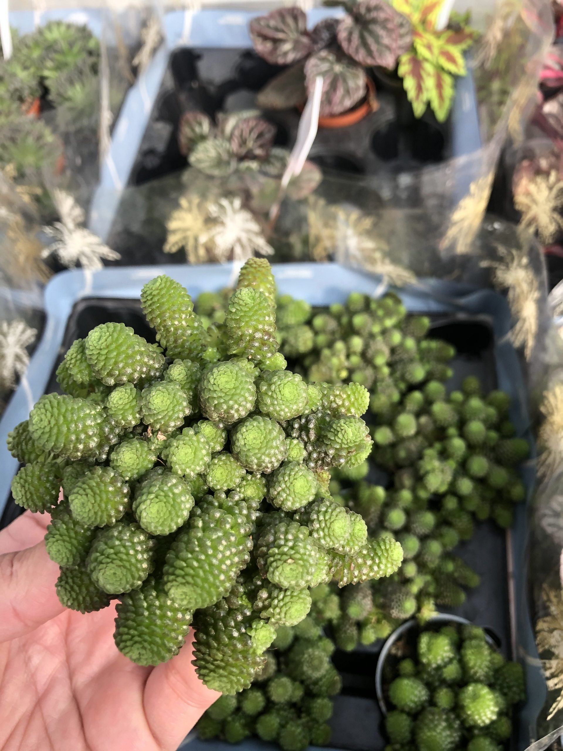 Monanthes Polyphylla 8,5 cm - Türkiye nin Sukulent ve Kaktüs Marketi!