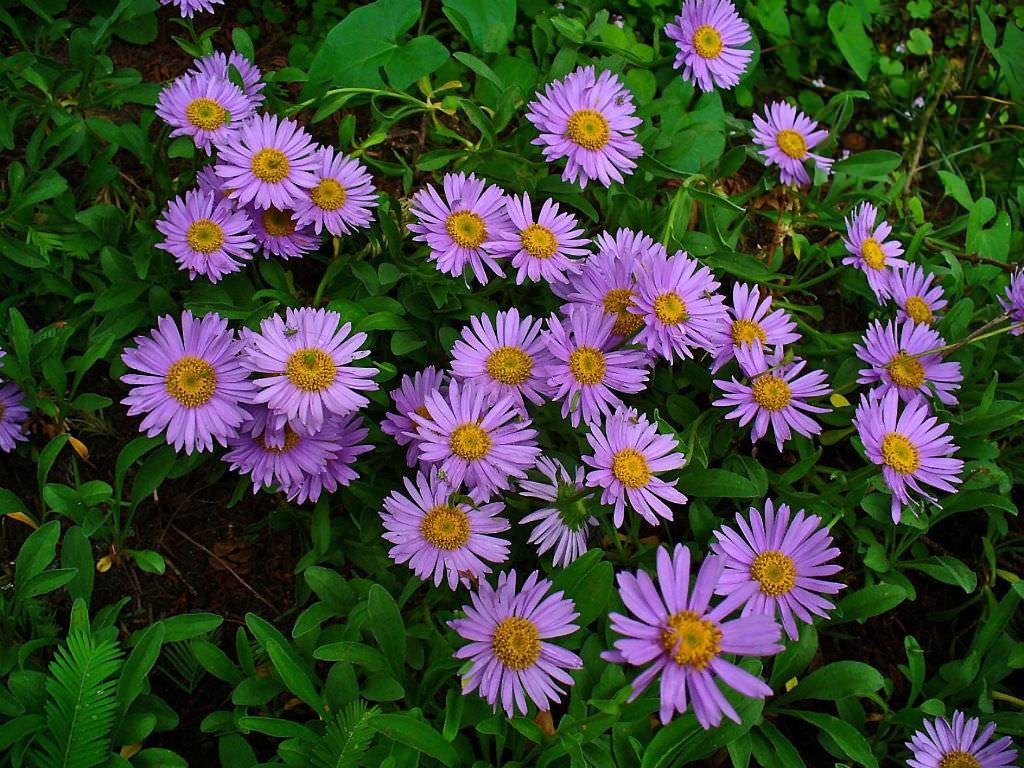 Aster alpinus (Alp Aster) - Türkiye nin Sukulent ve Kaktüs Marketi!