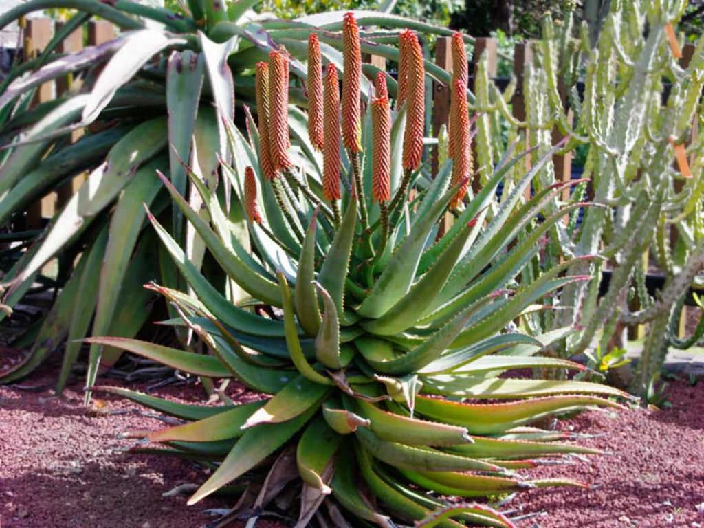 Aloe rupestris (Şişe Fırçası Aloe) Sukulent - Türkiye nin Sukulent ve ...