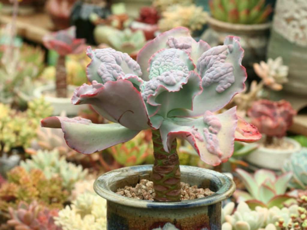 Echeveria 'Etna' Etli - Türkiye nin Sukulent ve Kaktüs Marketi!