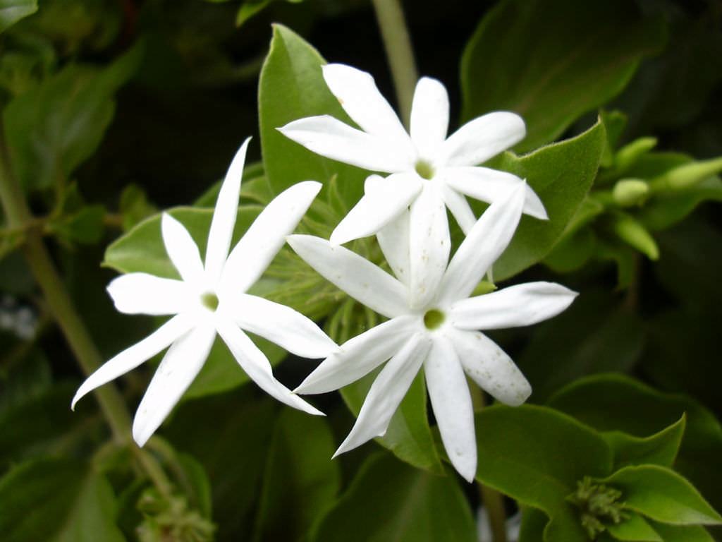 Jasminum multiflorum (Yıldız Yasemin) - Türkiye nin Sukulent ve Kaktüs ...