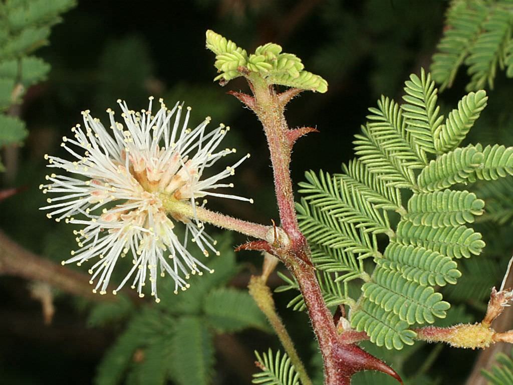 Mimosa aculeaticarpa (Catclaw Mimosa) - Türkiye nin Sukulent ve Kaktüs ...