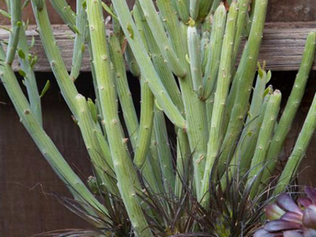 Senecio longiflorus (Fırça Çiçeği) Sukulent - Türkiye nin Sukulent ve ...