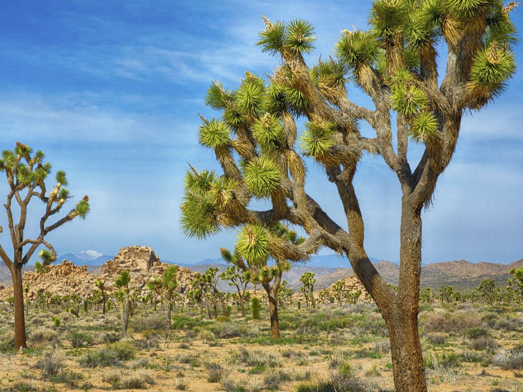 Yucca brevifolia (Joshua Tree) Sukulent - Türkiye nin Sukulent ve ...
