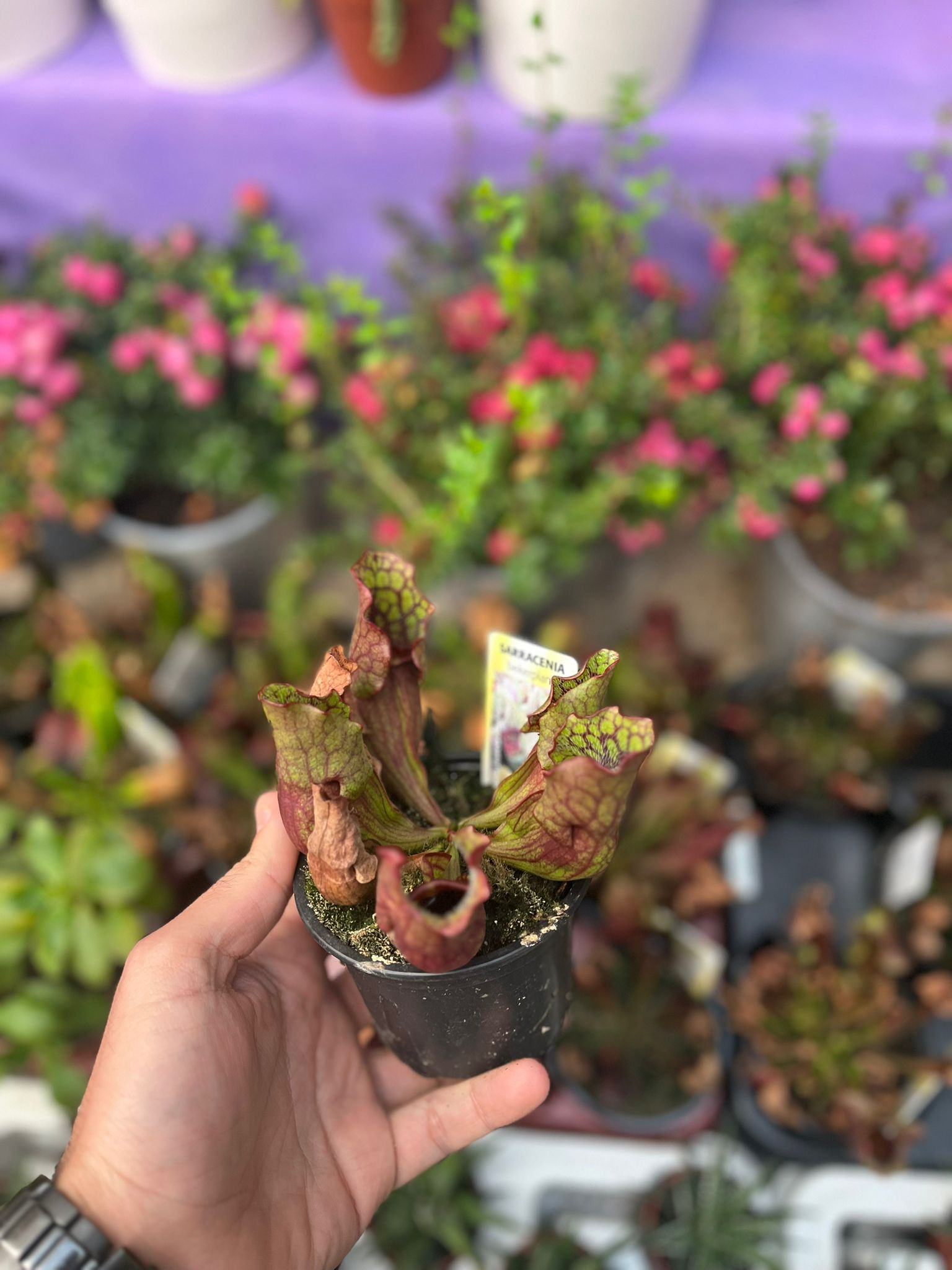 Sarracenia ( Sinek Kapan, Böcek Yiyen Etobur Bitki ) 8,5 cm - Türkiye ...